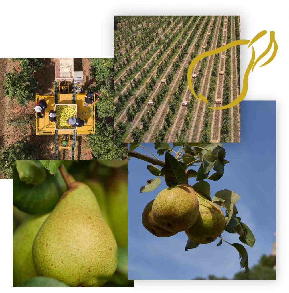 Pêra Rocha – Pera Rocha – Sabor de Portugal